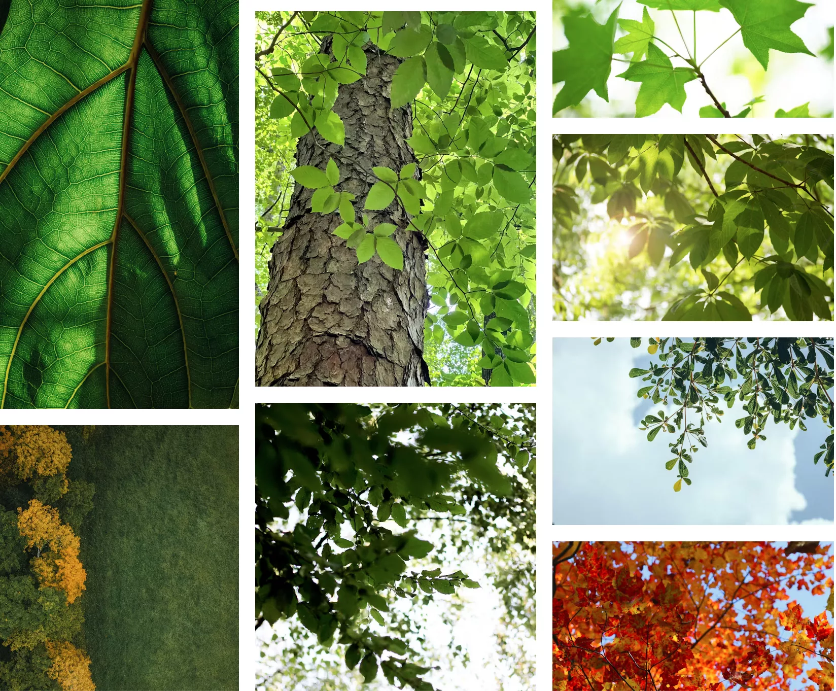 Les secrets de l’hétérophyllie : pourquoi certaines plantes ont ...